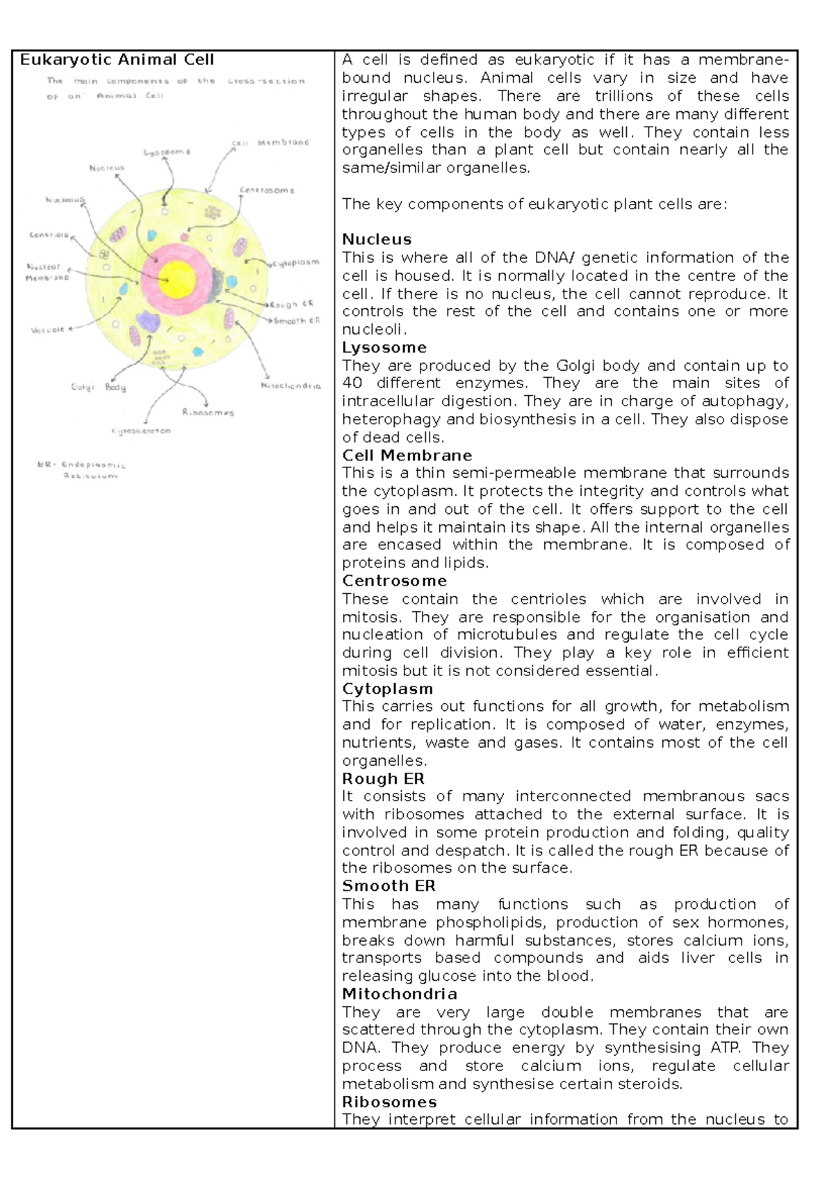 Labelled Animal Cell - Lecture notes 1.5 - Eukaryotic Animal Cell A ...