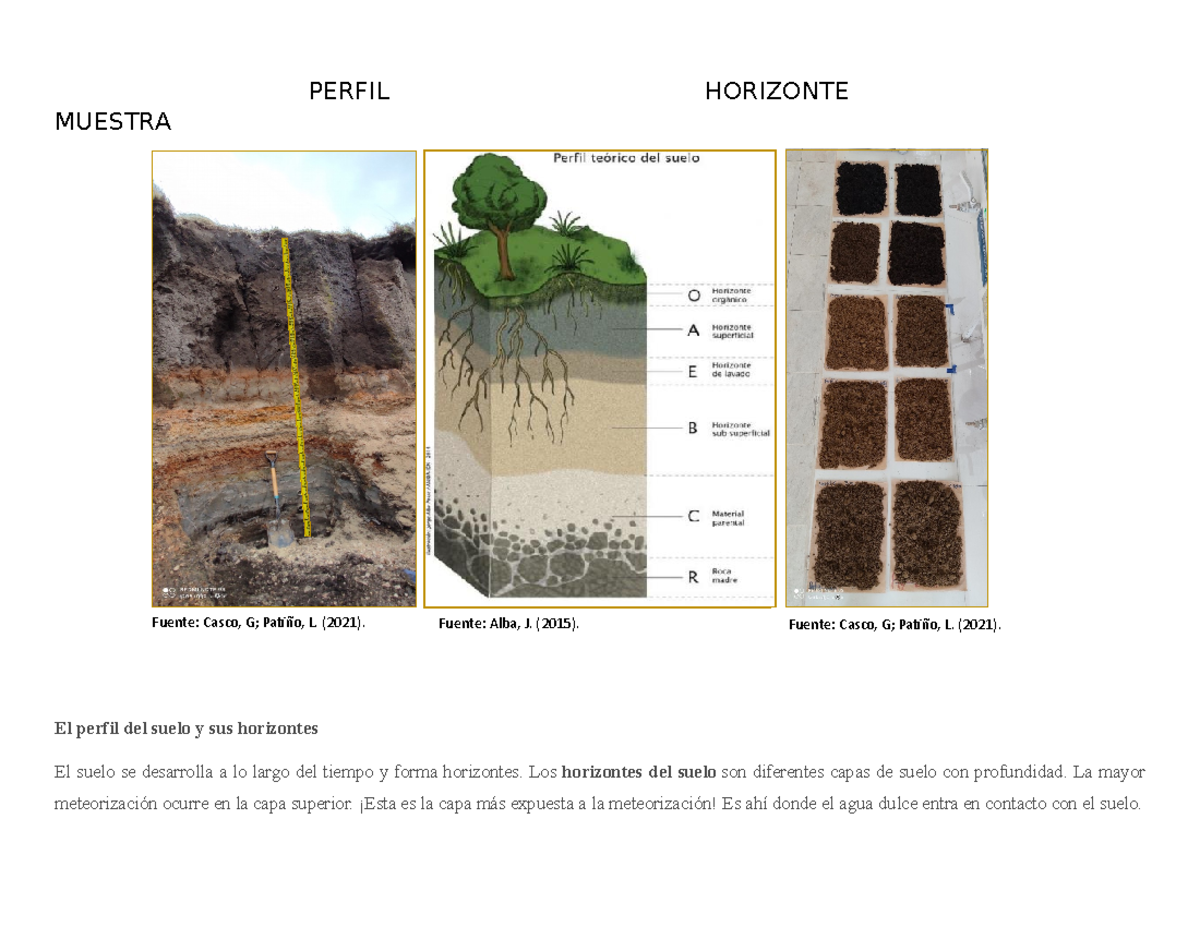 Perfil Horizonte Muestra - PERFIL HORIZONTE MUESTRA El perfil del suelo ...