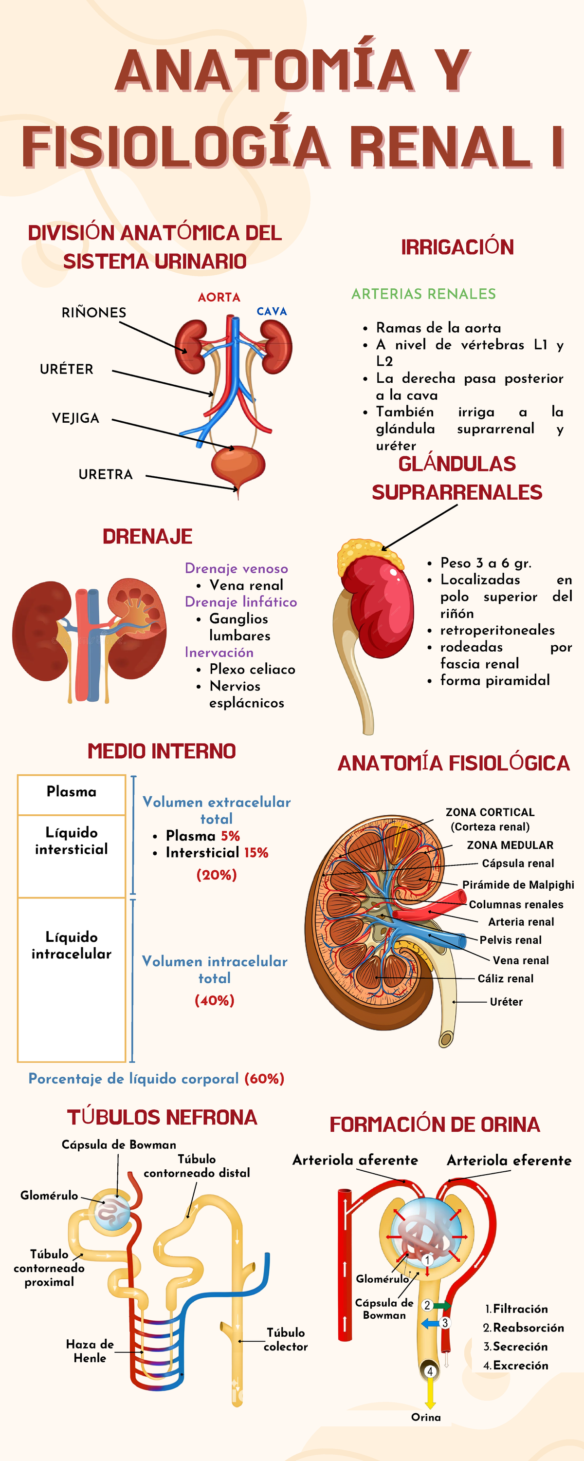 Infografia - Anatomía y fisiología renal I - Arteria renal Vena renal ...