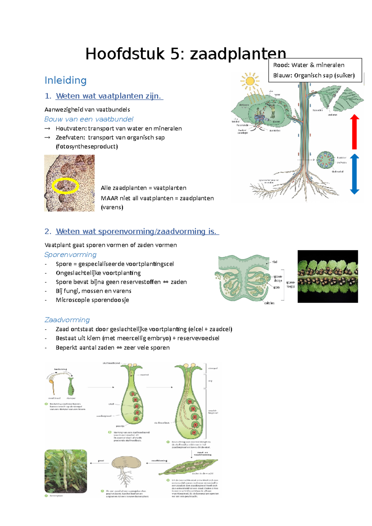 PLantkunde Instuderen hoofdstuk 5; de zaadplanten - Hoofdstuk 5 ...