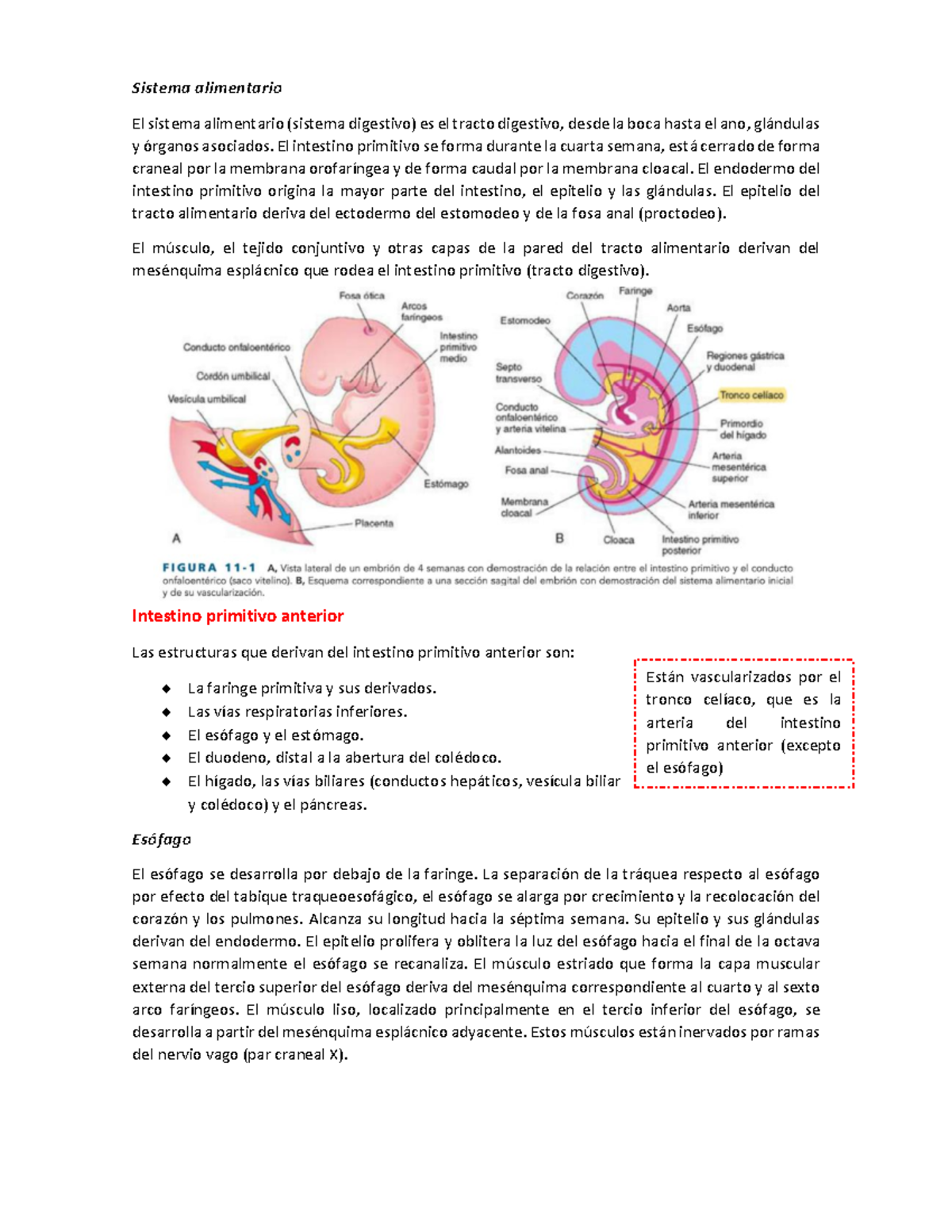 Sistema alimentario - El intestino primitivo se forma durante la cuarta ...
