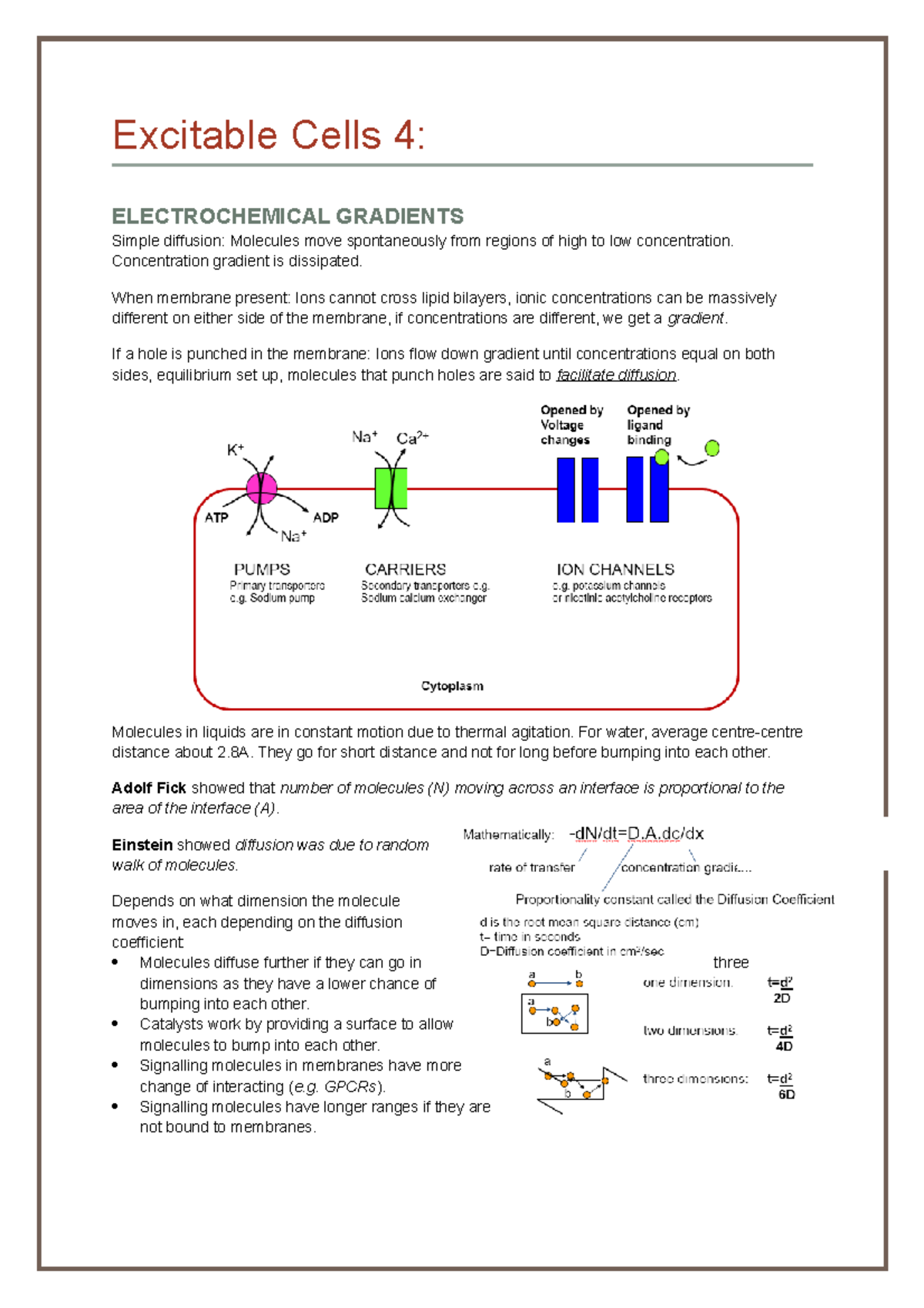 EC Lecture 4 - Excitable Cells 4: ELECTROCHEMICAL GRADIENTS Simple ...