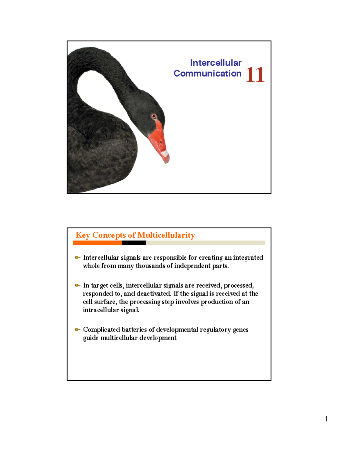 Cell Cell Communication (3 - Intercellular Communication 11 BIOLOGICAL ...