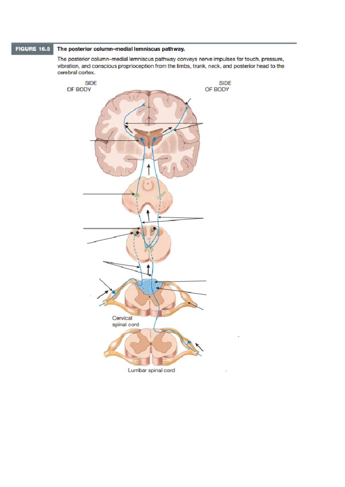 DCML - Diagram - 6 The posterior lemniscus pathway. The posterior ...