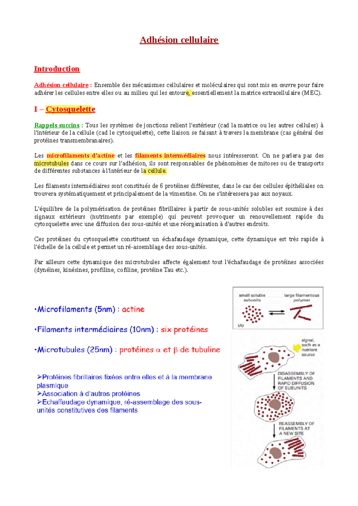 L'adhésion cellulaire (cytosquelette,...) - Biologie Cellulaire ...
