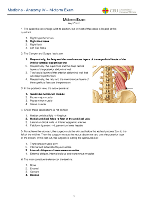 Seminar - Anatomy IV - Anatomy IV Some questions from last year Antoni ...