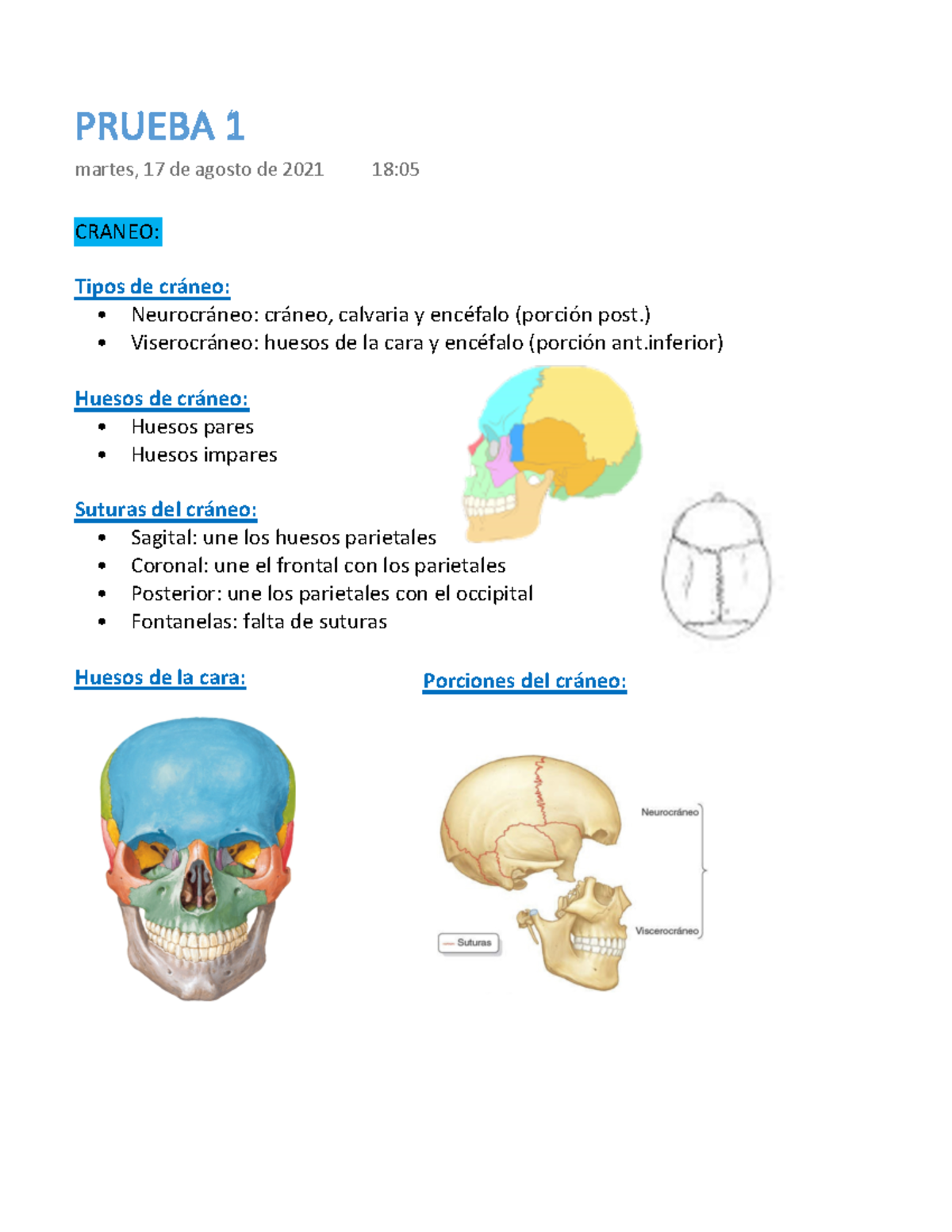 Prueba 1 anatomía - CRANEO: Tipos de cráneo: Neurocráneo: cráneo ...