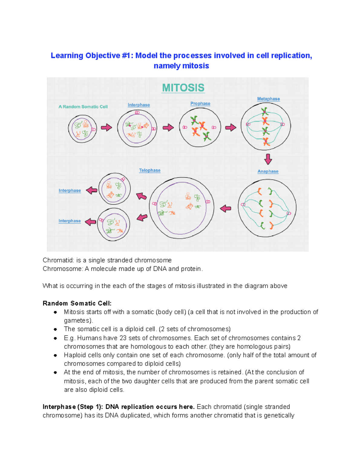 2. Cell Replication - Dotpoint Notes on HSC Biology Module 5 - Learning ...