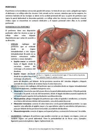 Articulación astrágalo - Articulación astrágalo-calcanea o ...