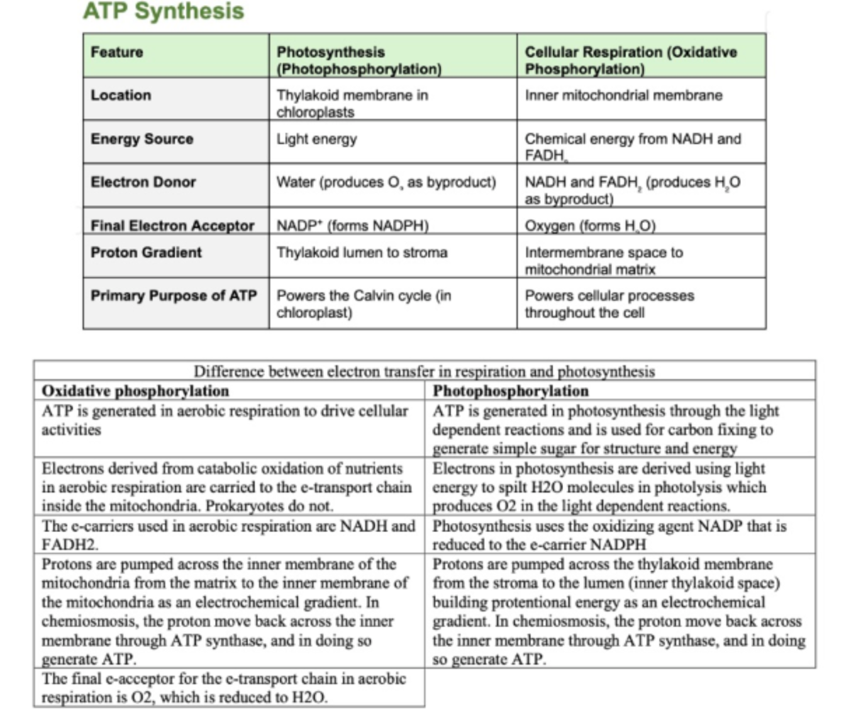 Atp synthesis - Compare photosynthetic electron transport and the ...