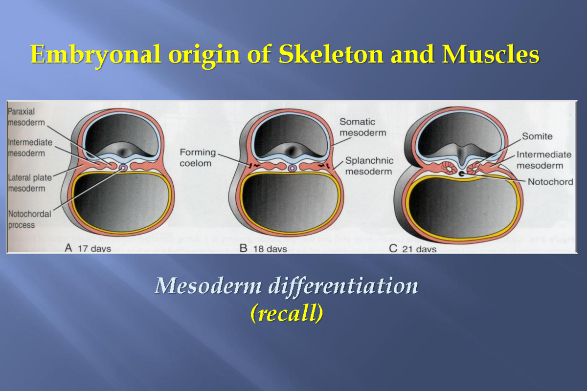 Embryology Skeleton-Muscles - Mesoderm differentiation (recall) Embryonal origin of Skeleton and ...