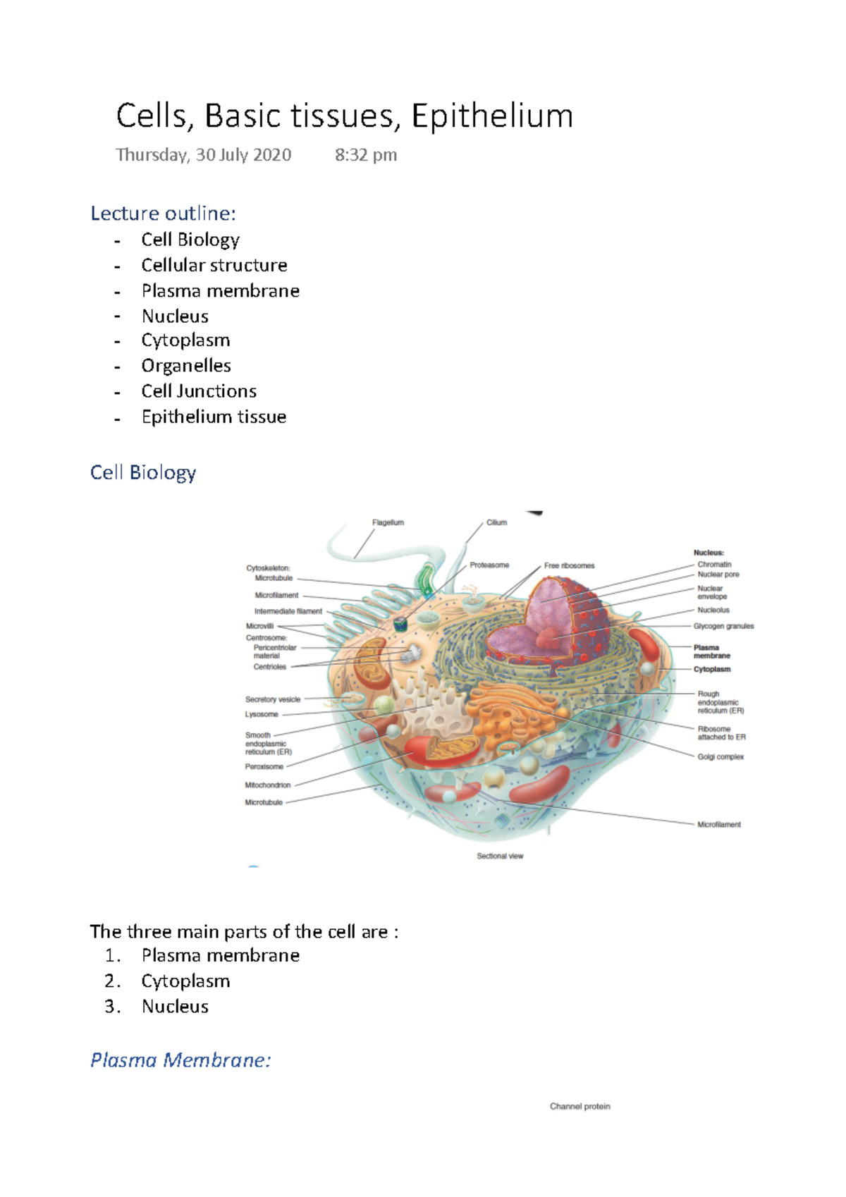 Cells, Basic tissues, Epithelium - Lecture outline: Cell Biology ...