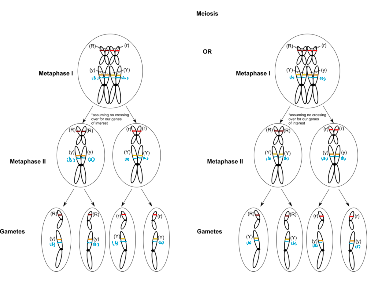 Mitosis G1 G2 1 - Biology 2581B - (B) = = = (b) (b) - = = (B) (b ...