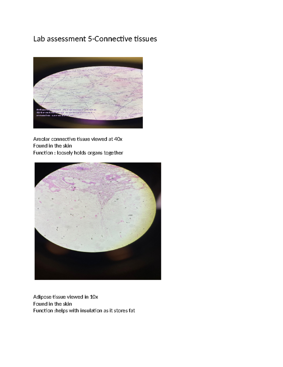 Lab assessment 5 - connective tissue - Lab assessment 5-Connective ...