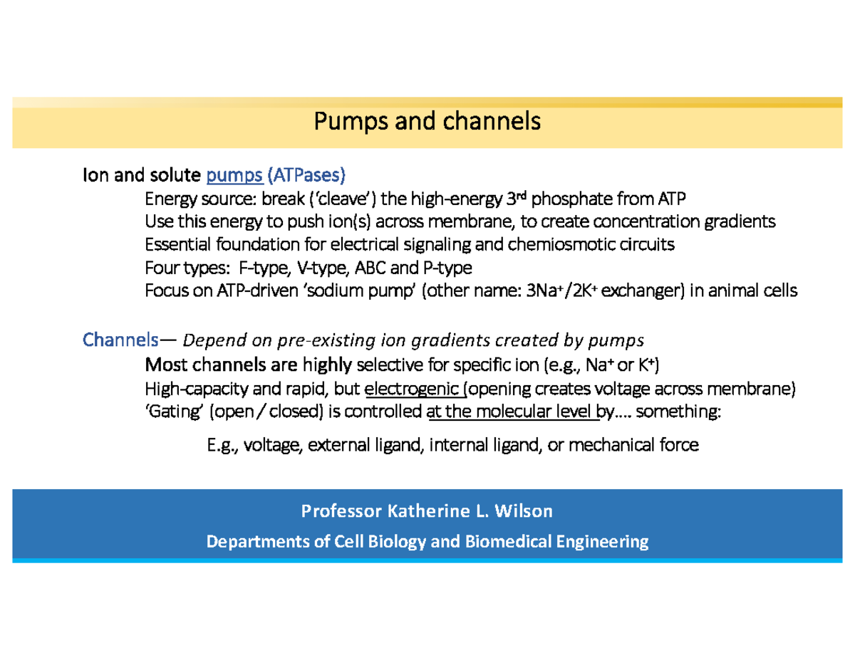Lec19.2022.Pumps and channels - Pumps and channels Ion and solute pumps ...
