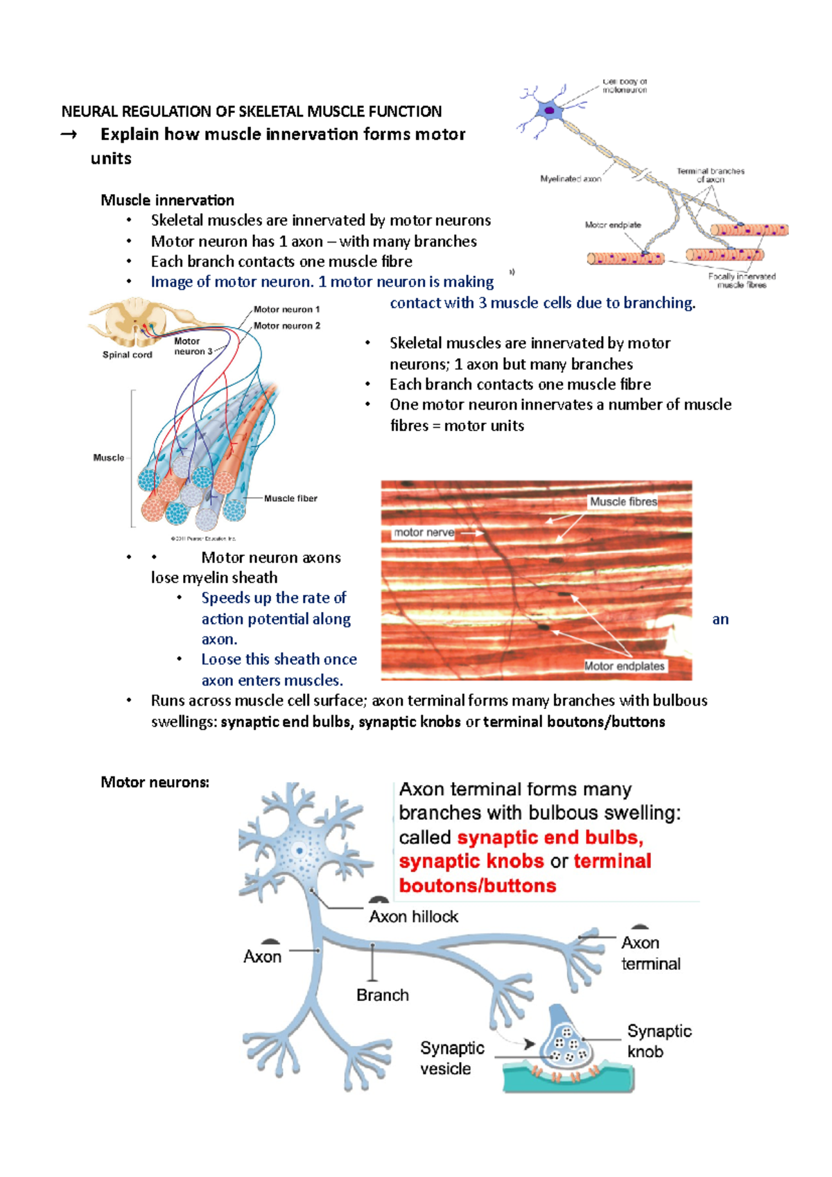 Neural regulation - NEURAL REGULATION OF SKELETAL MUSCLE FUNCTION ...