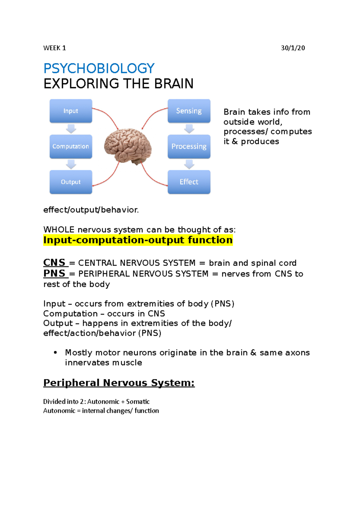 Exploring the brain - Psychology of Childhood - WEEK 1 30/1 ...