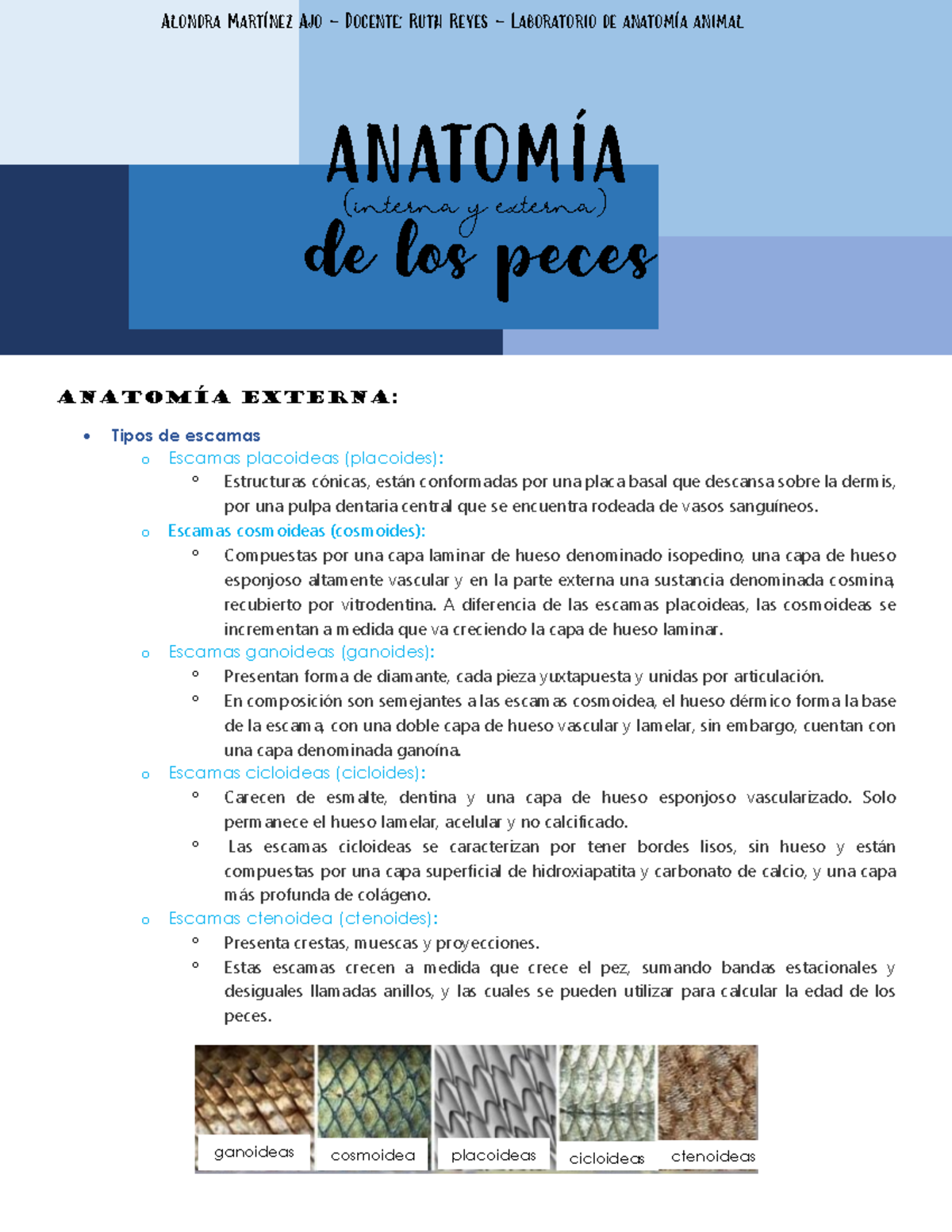Anatomía de los peces - anatomia descrita - ANATOMÕA AnatomÌa externa ...
