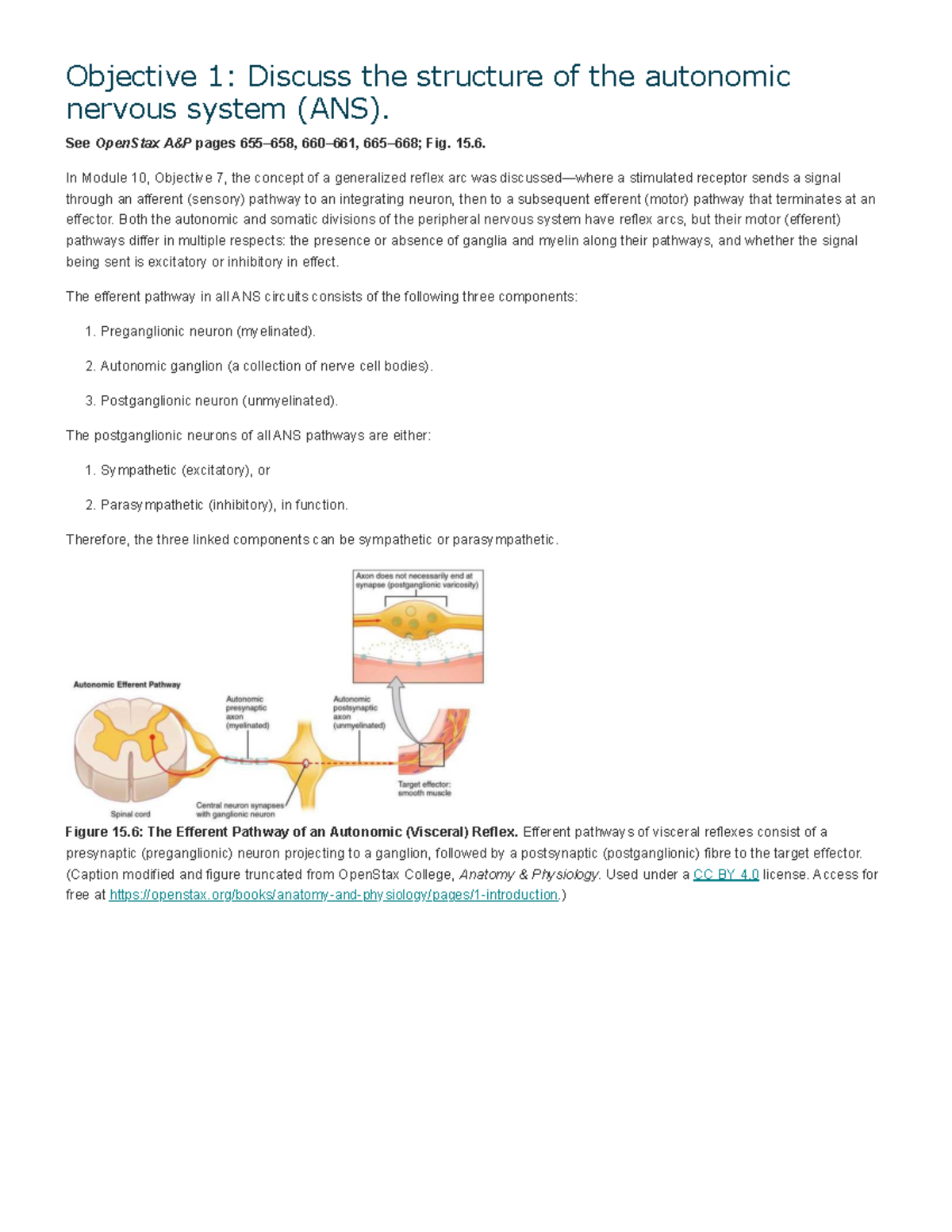 Autonomic Nervous System Objective 1 Discuss The Structure Of The Autonomic Nervous System