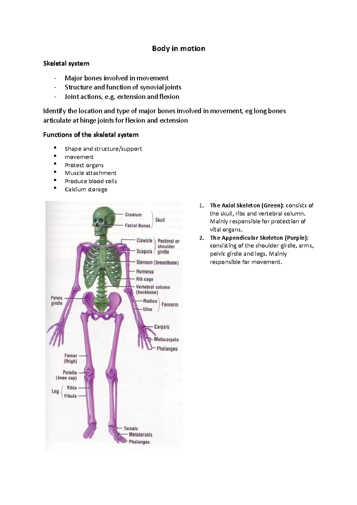 Body in motion notes - Body in motion Skeletal system - Major bones ...