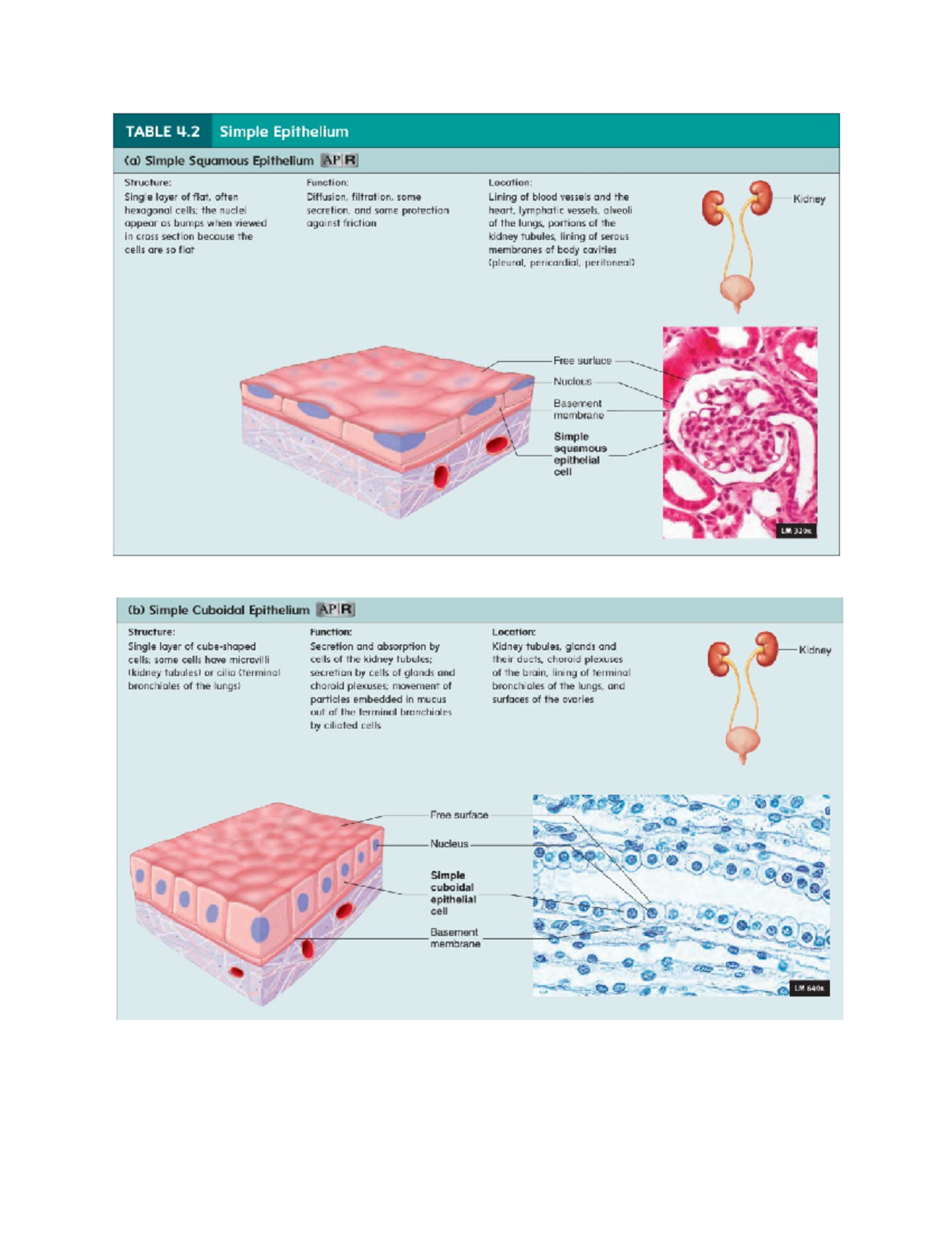 Tissue-Notes-Seeleys - TABLE 4 Simple Epithelium (a) Simple Squamous ...