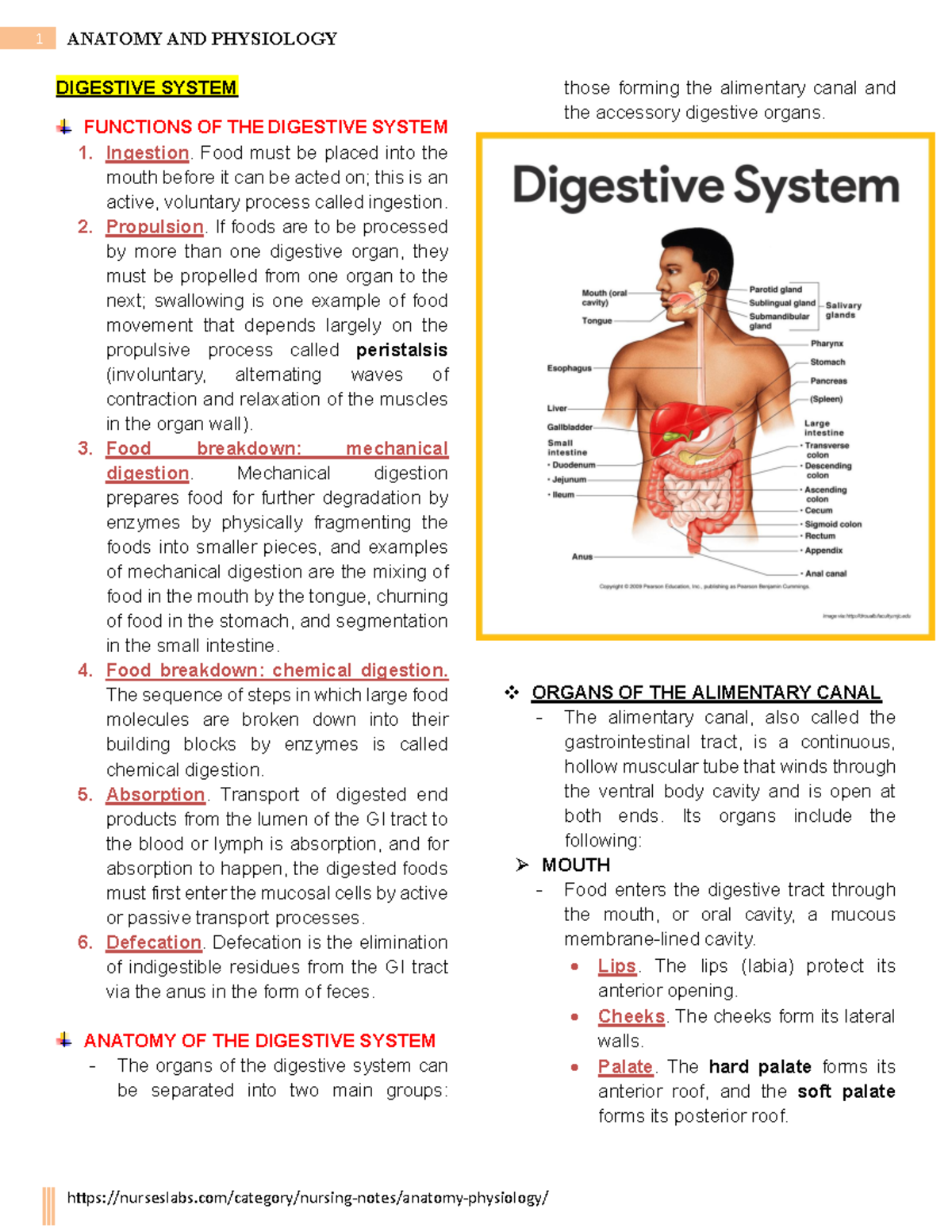 Digestive System - DIGESTIVE SYSTEM FUNCTIONS OF THE DIGESTIVE SYSTEM ...