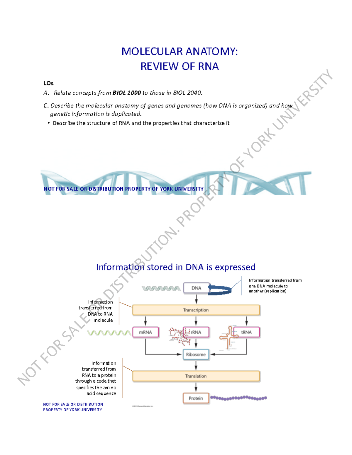 V3 BIOL 2040 F2019 Review of RNA p - Warning: TT: undefined function: 32 Warning: TT: undefined ...