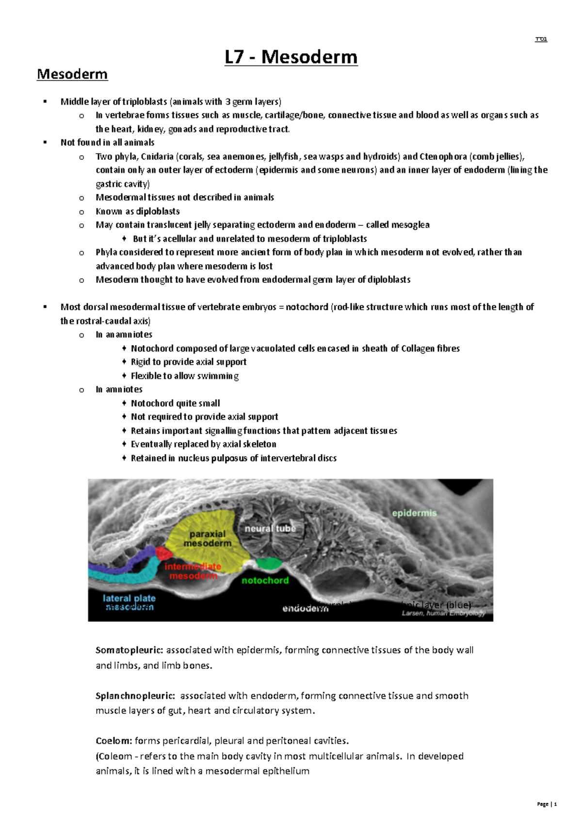 ANAT 1003 - 1 - L7 - Revision Notes - L7 -­‐ Mesoderm Mesoderm § Middle ...