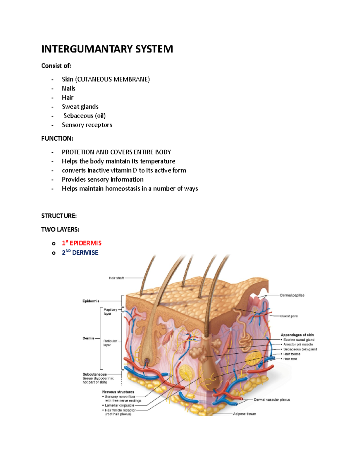 Integumentary system - notes I took from the book - INTERGUMANTARY ...