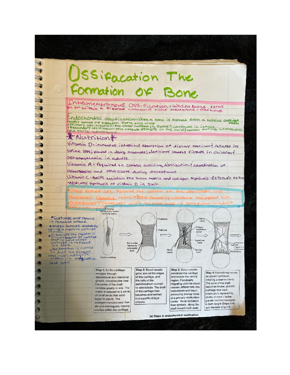 7 - Awesome notes learning about the body with helpful notes - BIOL ...