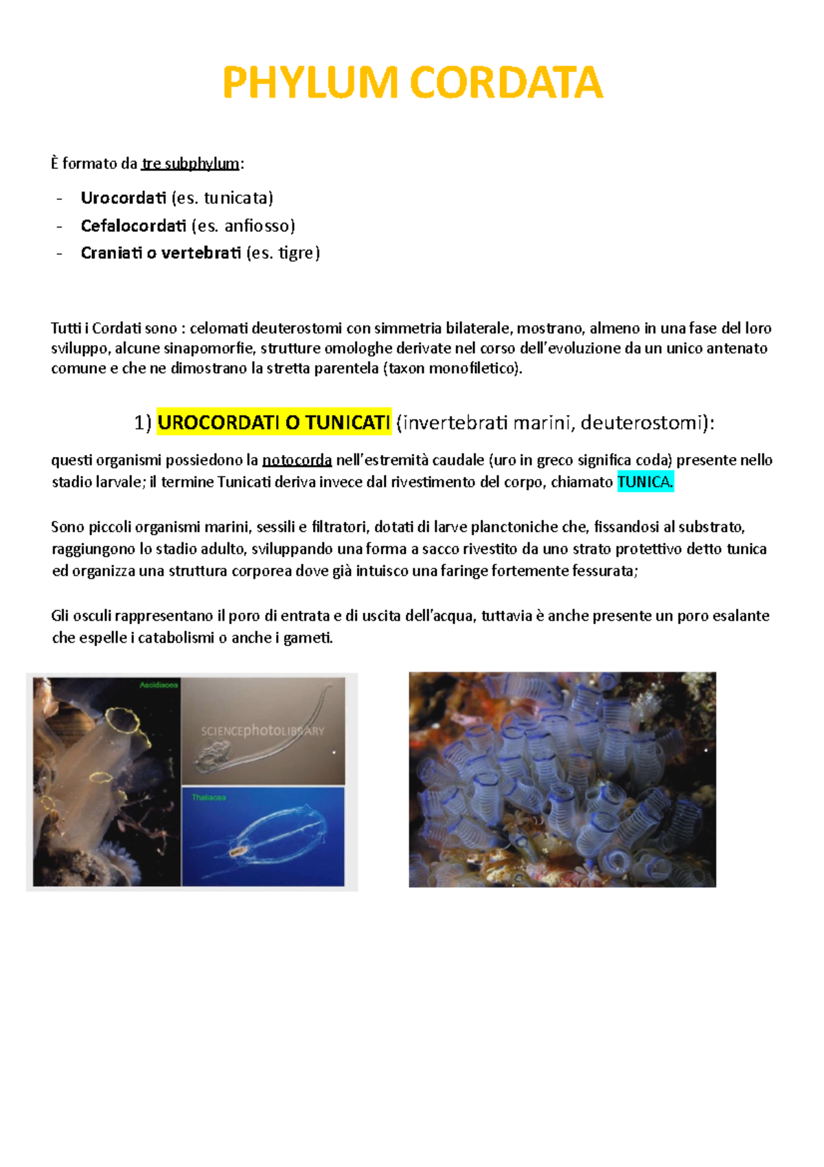 Lezione 2 - Stampato - spiegazione del phylum cordata - PHYLUM CORDATA ...