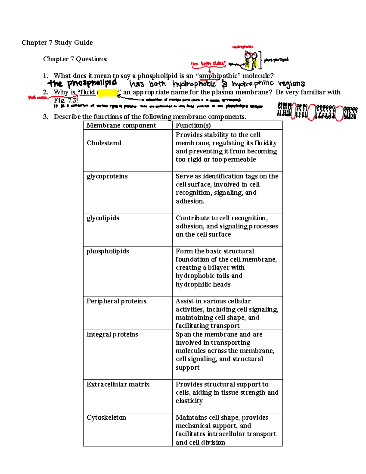 Chapter 7 study guide updated 8-25-23 - Chapter 7 Study Guide Chapter 7 ...