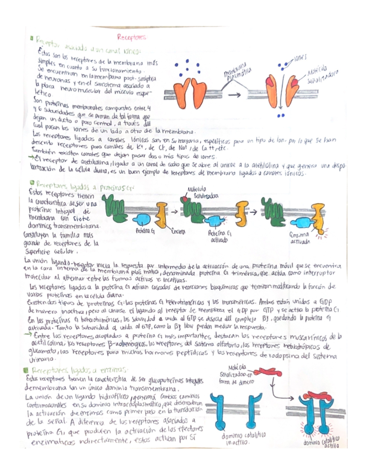Receptores - receptors - Receptor asociado aun Receptores simples Estos ...