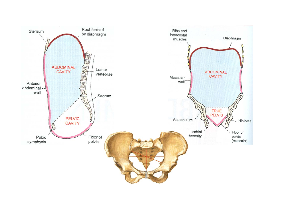 Pelvis - student - Pelvis • Bones • Ligaments • Muscles Walls of Pelvis ...