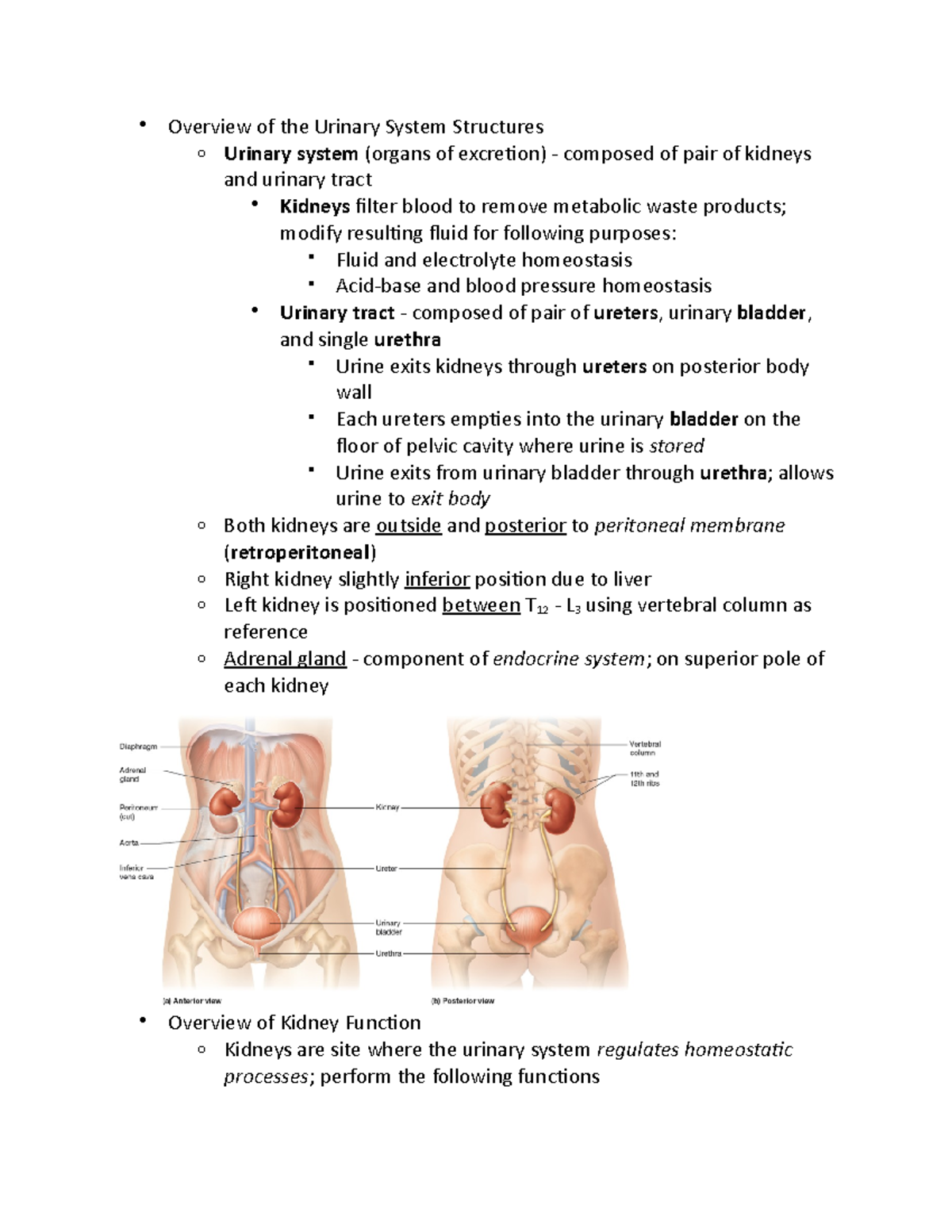 Urinary system - Studocu