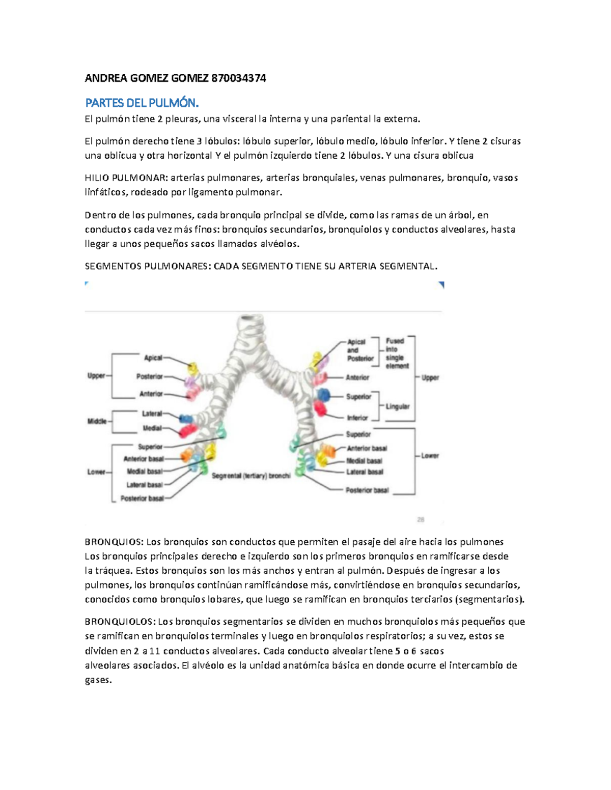 Partes DEL Pulmon, explicacion de la partes del pulom - ANDREA GOMEZ ...