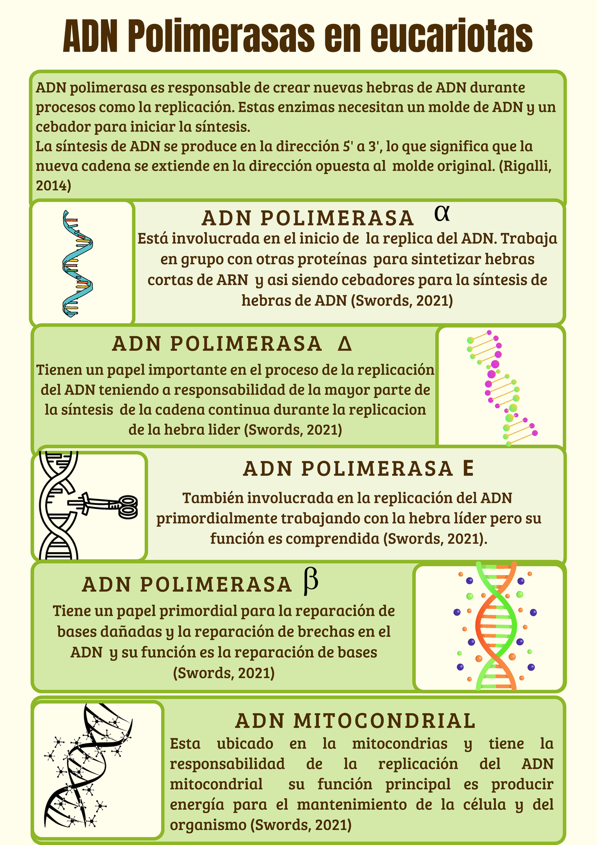 ADN Po - ADN polimerasa es responsable de crear nuevas hebras de ADN ...