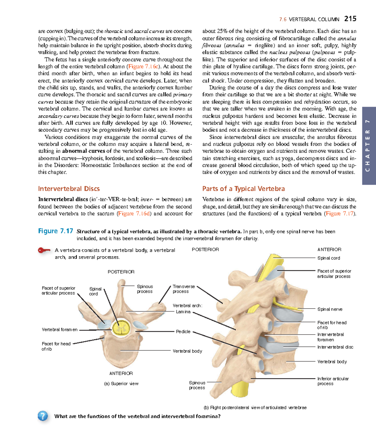 Anatomyand Physiology-83 - C H A P T E R 7 7 VERTEBRAL COLUMN 215 about ...