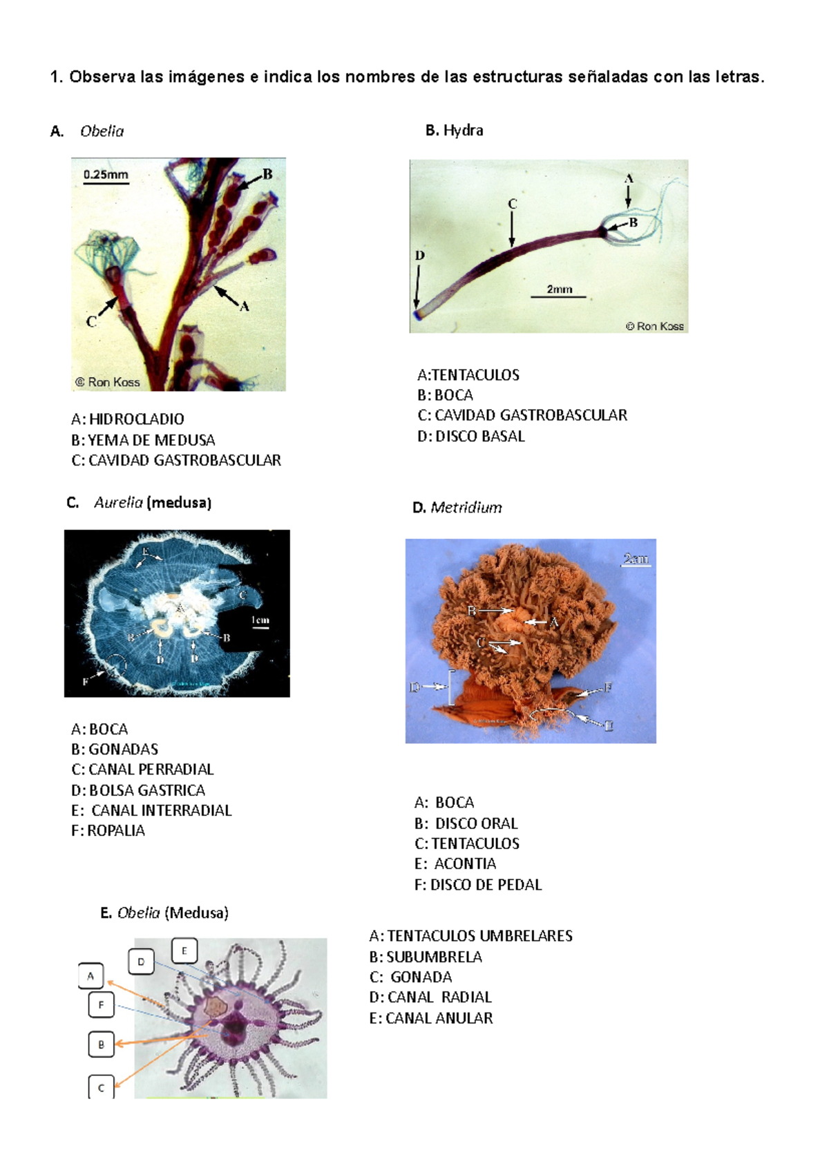 Cnidarios - lo mejor - Observa las imágenes e indica los nombres de las ...
