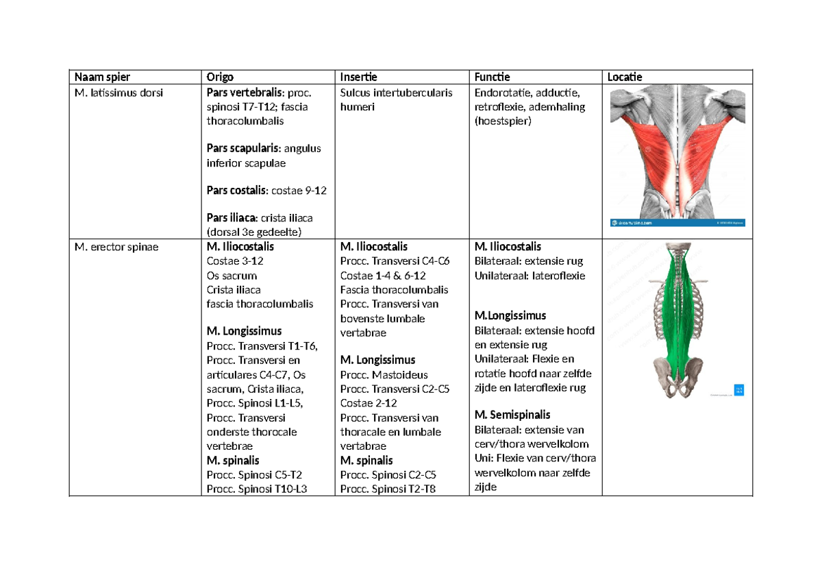 Spieren blok 1.3 - Naam spier Origo Insertie Functie Locatie M ...