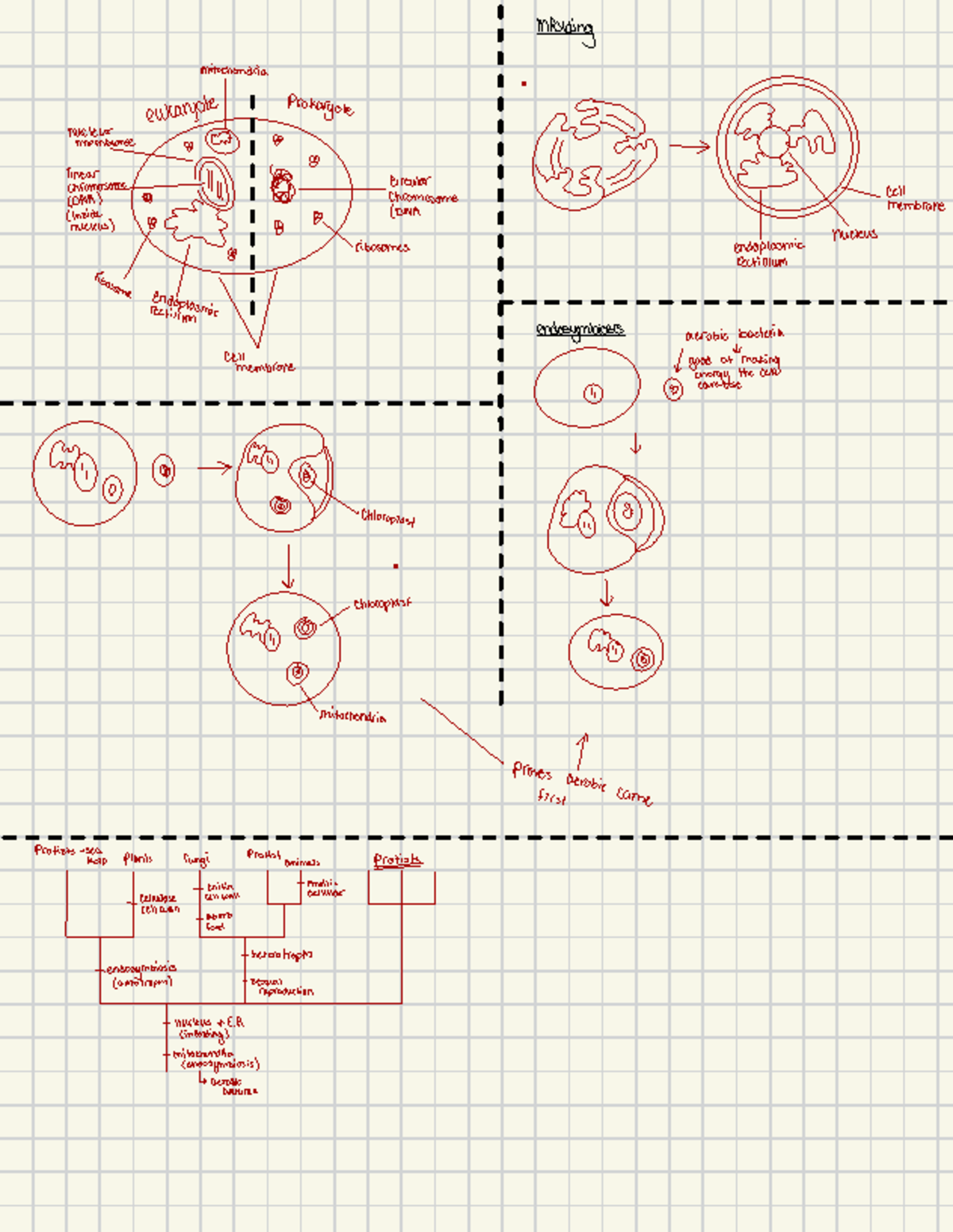 Bio participation 9 - infolding and endosymbiosis - infolding ...