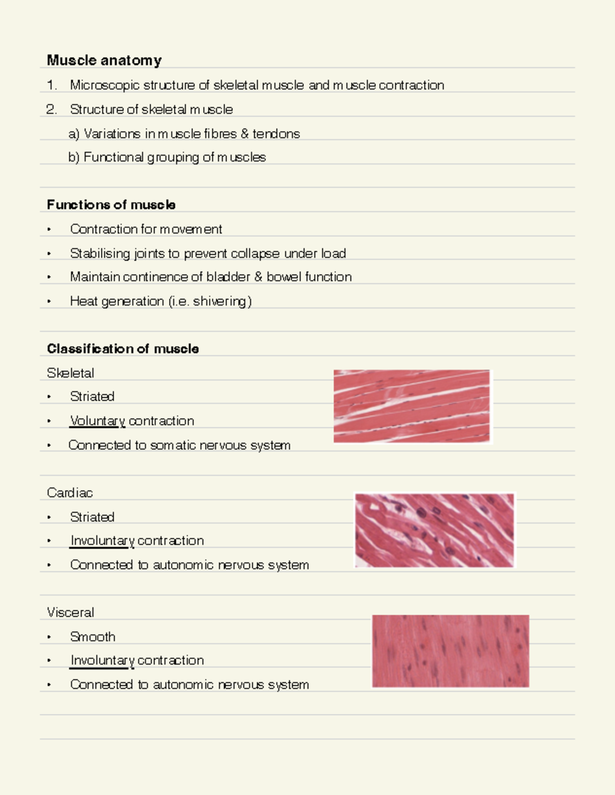 Muscle anatomy notes - Muscle anatomy Microscopic structure of skeletal ...