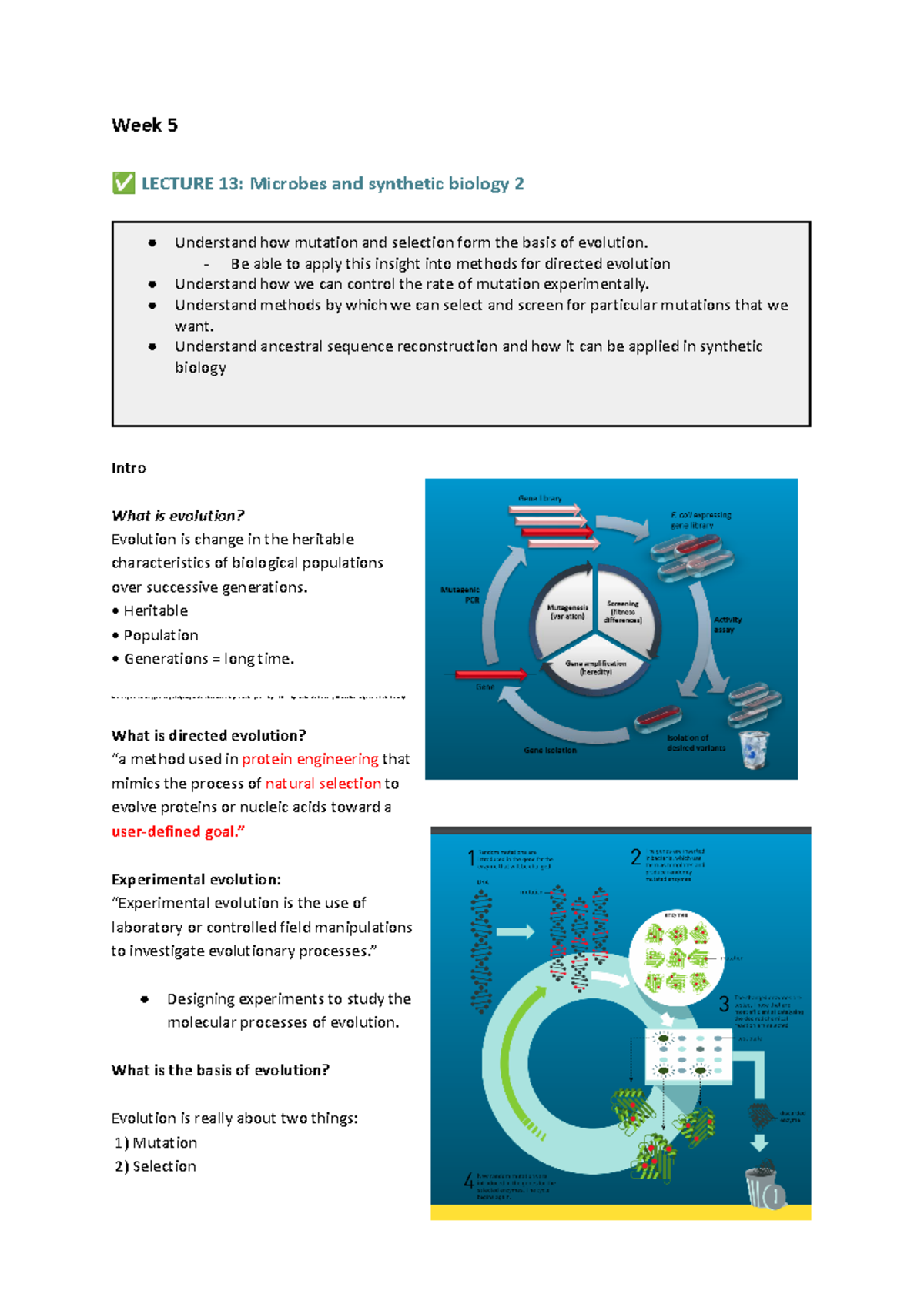 Micro Week 5 - qwertyuio - Week 5 LECTURE 13: Microbes and synthetic ...
