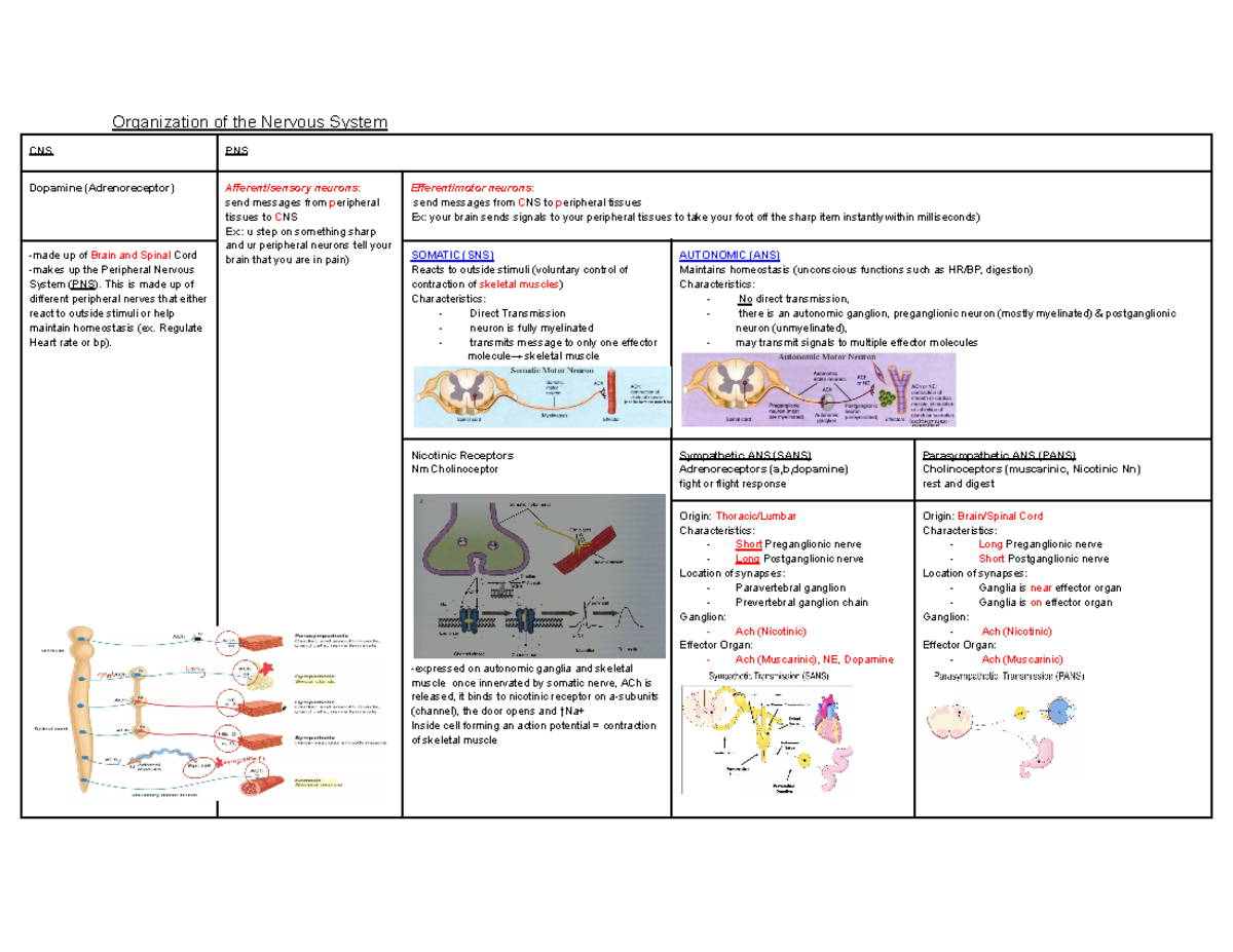 Study Guide for PHM 411 - phm 411 review - Organization of the Nervous ...