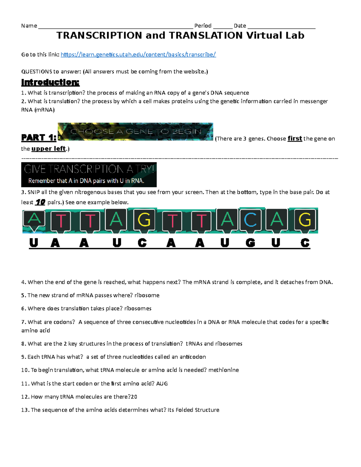 Transcription and translation virtual lab REAL - Name - Studocu
