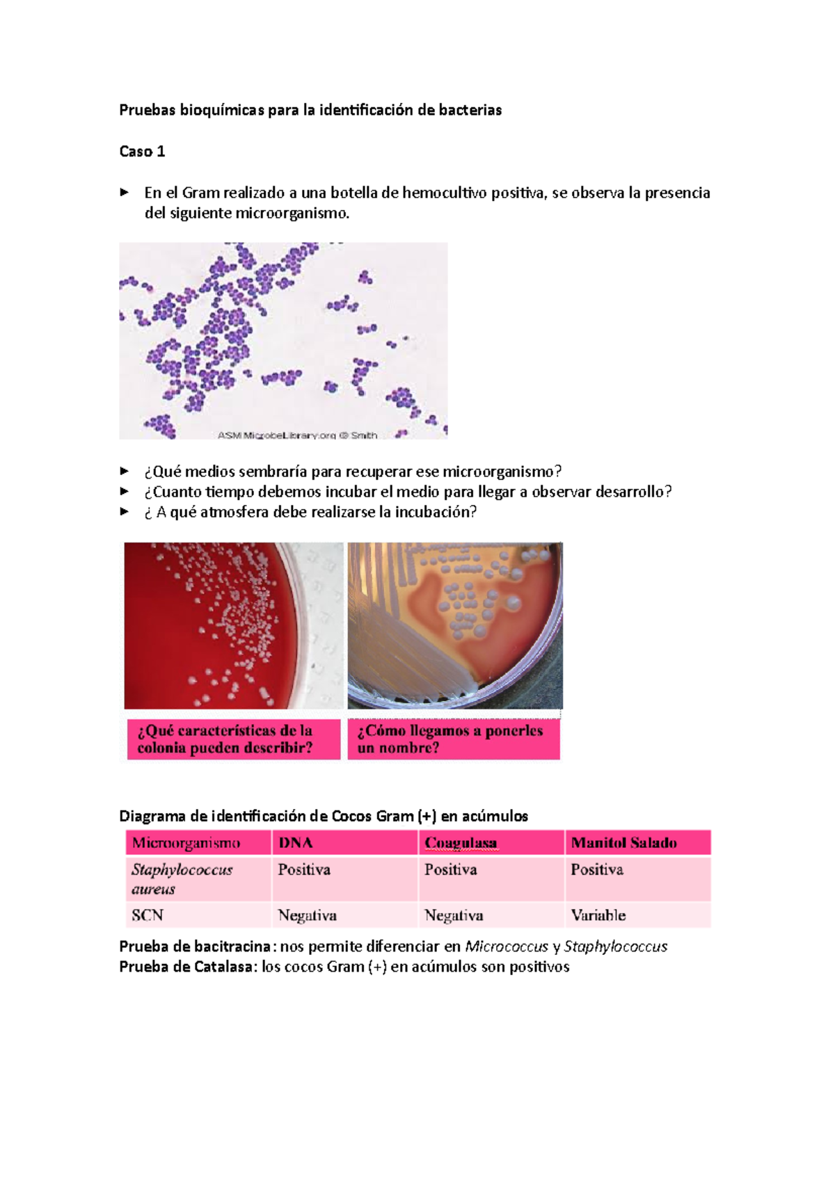 Pruebas bioquímicas para la identificación de bacterias - Pruebas bioquímicas para la - Studocu