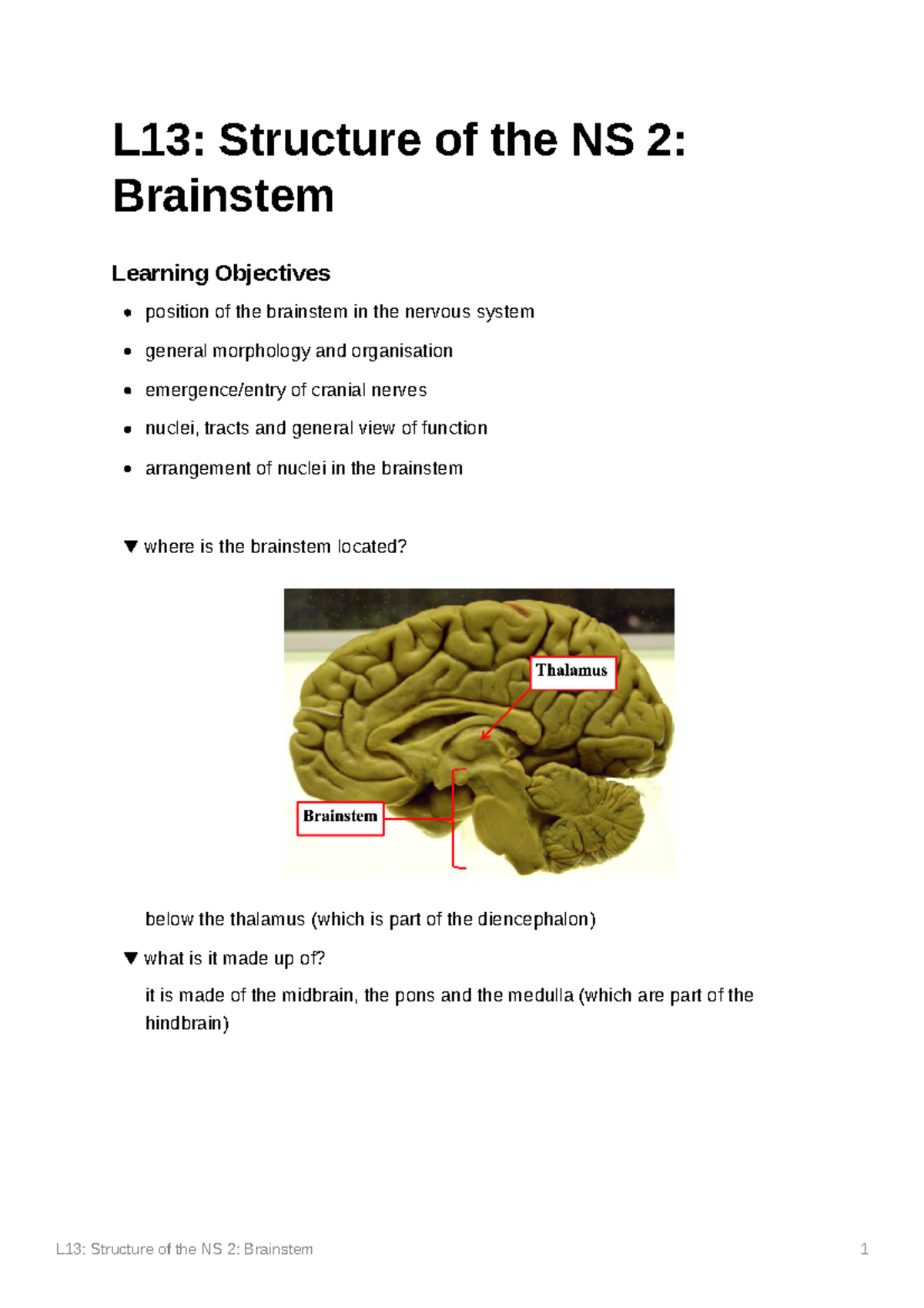 Brainstem Lecture Notes L13 Structure Of The Ns 2 Brainstem Learning Objectives Position Of