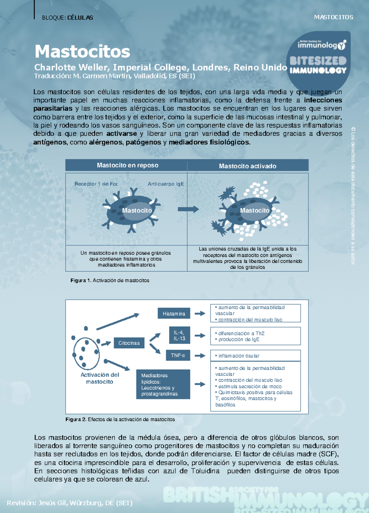 Mast cells (Mastocitos) - BLOQUE: C.. Mastocitos Charlotte Weller ...