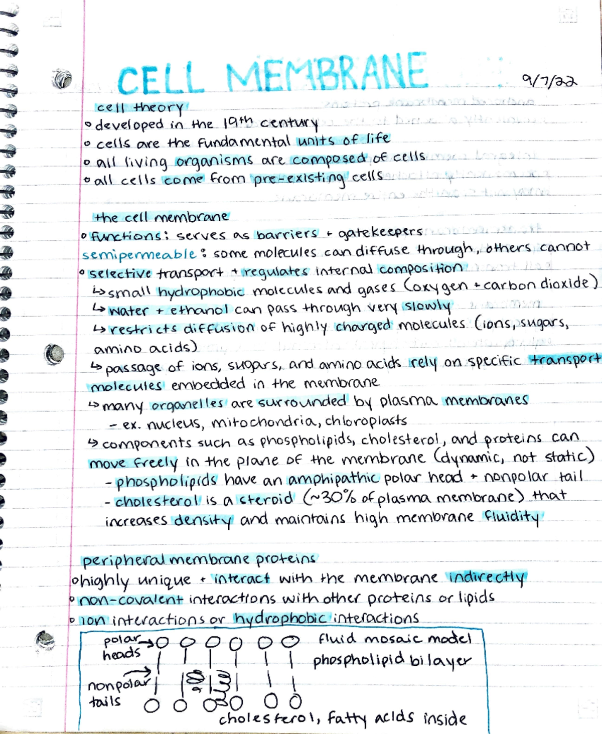 Cellmembrane - Basics of the cell membrane and its properties - CELL ...