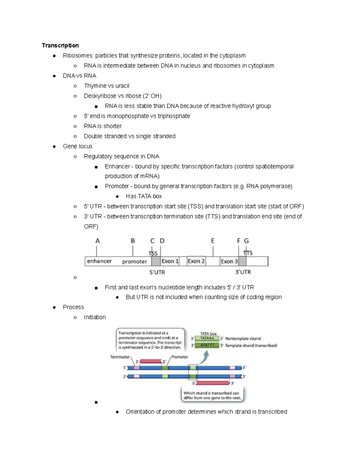 BIOL 101 Quarter 4 Notes - Transcription Ribosomes: particles that ...